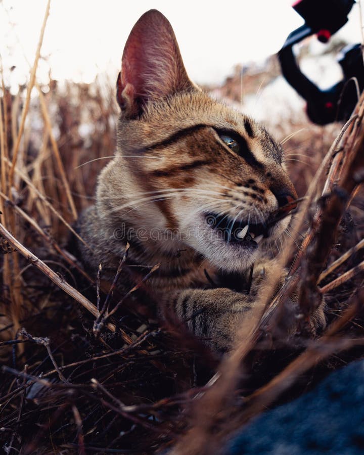 Cat showing her teeth stock image. Image of inside, kitty - 155343091