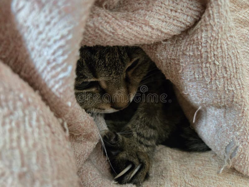 A Cat Showing Off Its Long Nails Stock Photo - Image of nails, long ...
