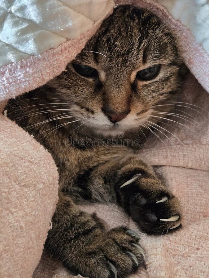 A Cat Showing Off Its Long Nails Stock Photo - Image of long, showing ...