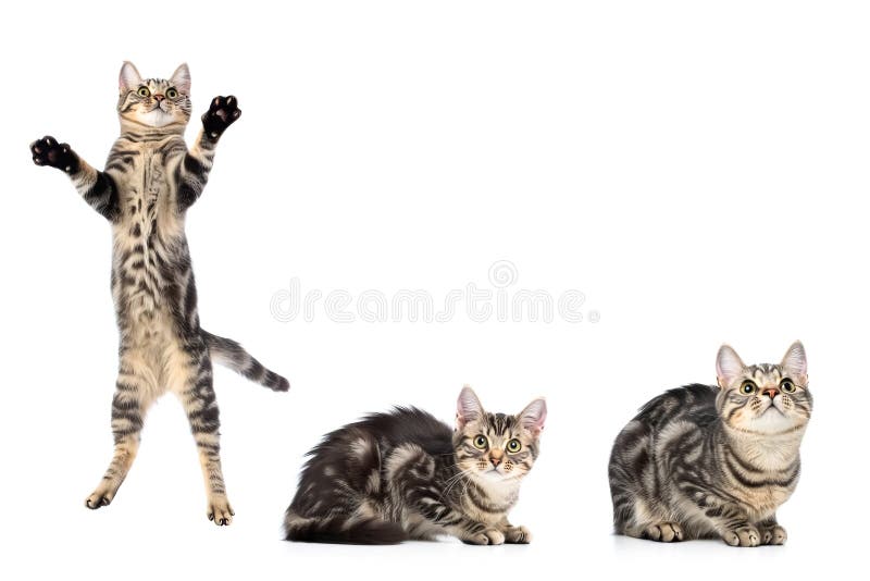Cat Positions Stock Illustrations – 507 Cat Positions Stock ...