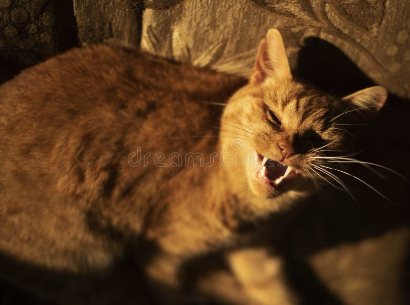 Angry meow cat stock photo. Image of closeup, macro, brown - 8348006
