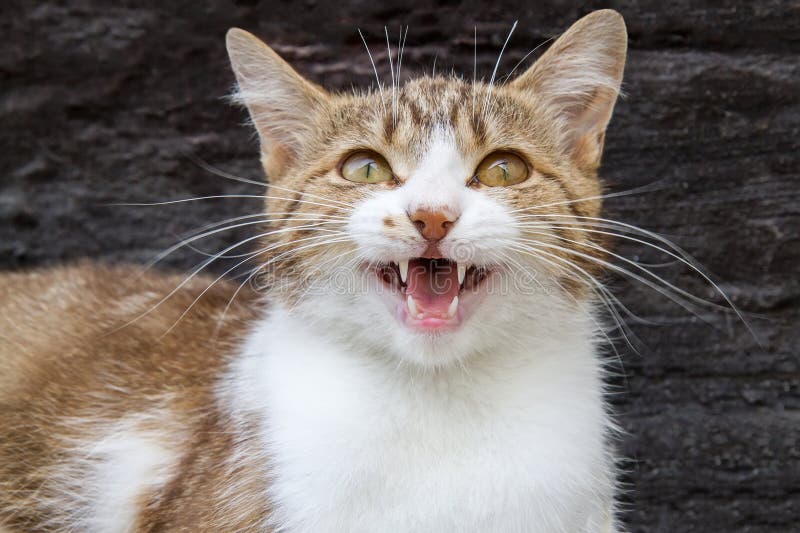 A Cat Shows Sharp Teeth in Close-up. Stock Image - Image of open ...