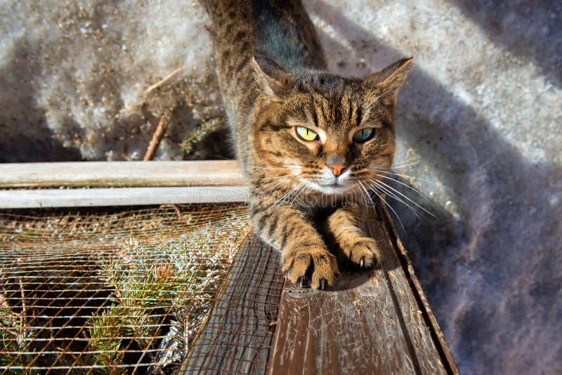 279 Sharpens Claws Stock Photos - Free & Royalty-Free Stock Photos from ...