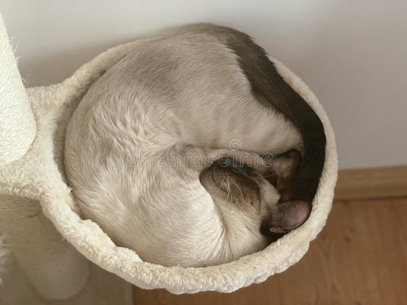 Cat Siamese stock image. Image of white, real, baby - 171617627