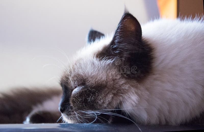 Cat Siamese Siberian Color Point Fluffy Stock Image - Image of bred ...