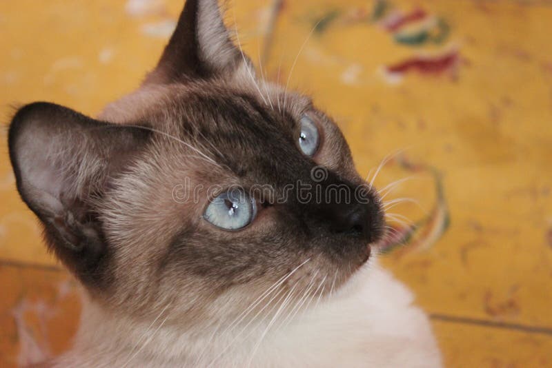 Siamese Cat Picture. Image: 842471