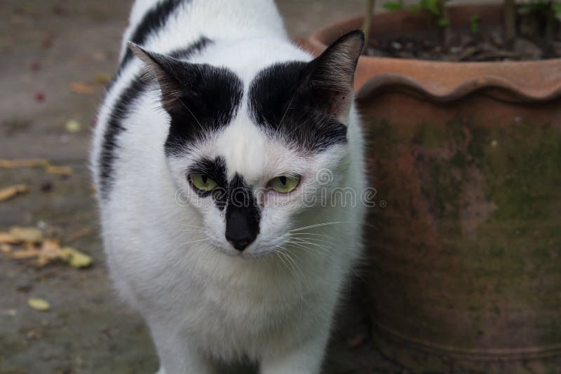 141 Fat Siamese Cat Stock Photos - Free & Royalty-Free Stock Photos ...