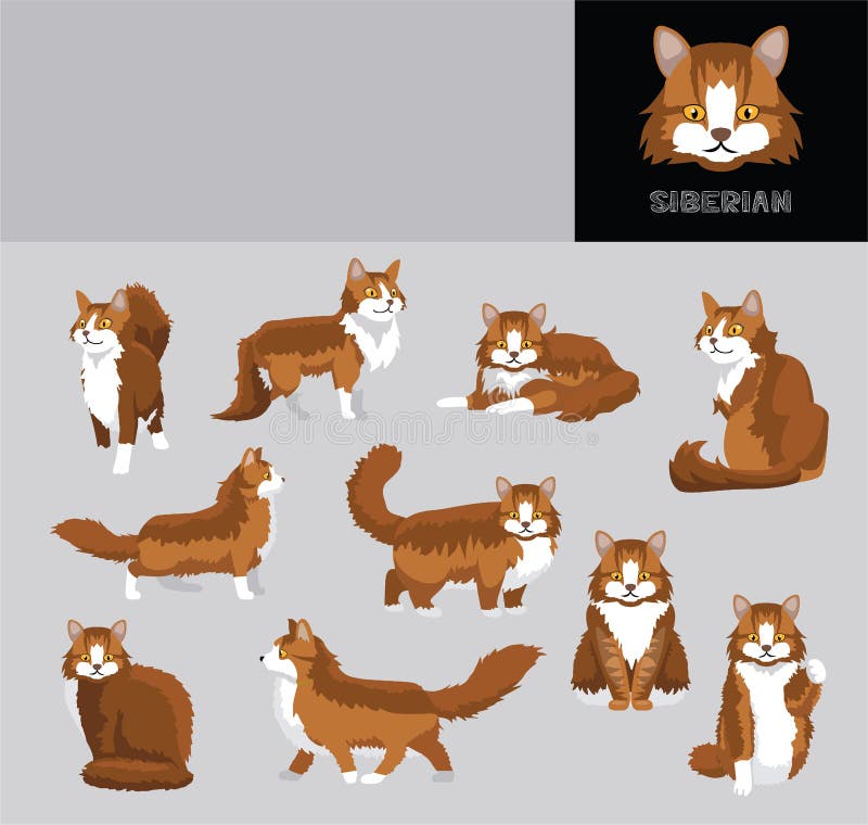 Cat Sibarian Cartoon Vector Illustration Color Variation Set Stock ...