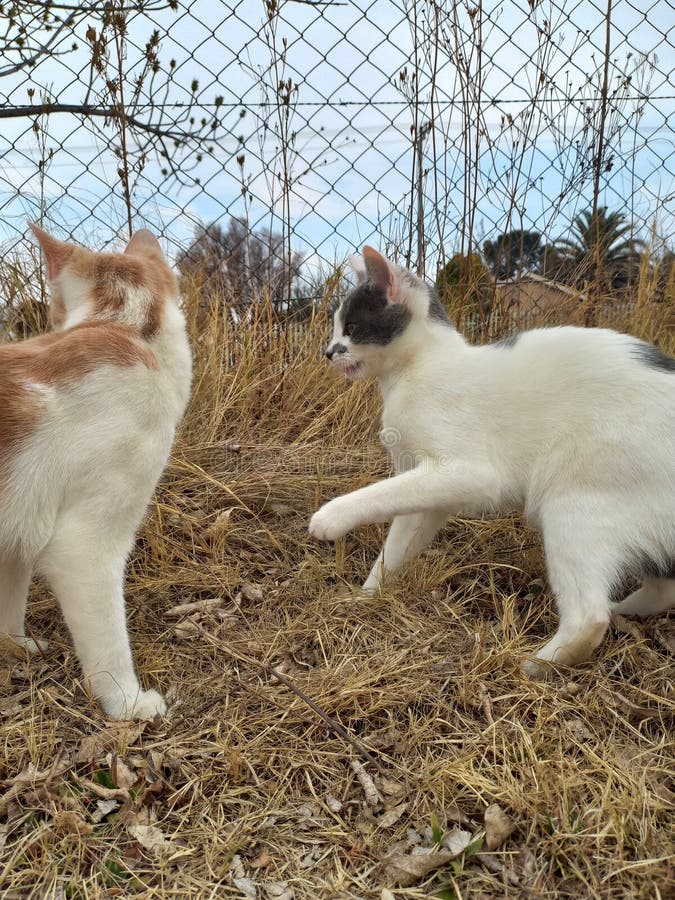 Sibling rivalry stock image. Image of small, pretend, fighting - 1152139