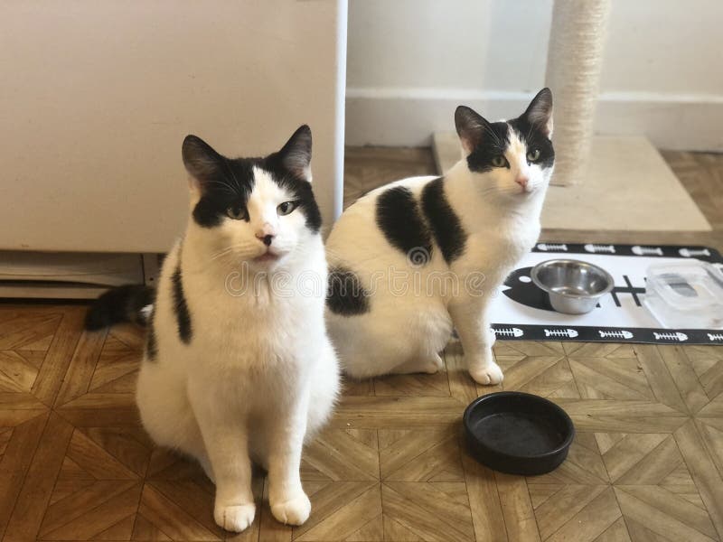 Cat siblings stock image. Image of empty, white, siblings - 236265941