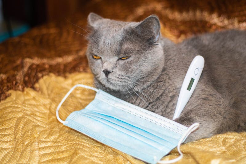 British Cat Sick with Protective Face Mask and Thermometer, High Fever ...