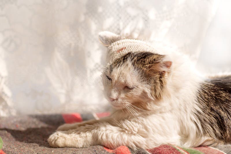 Cat sick stock photo. Image of help, veterinary, animal - 68213212