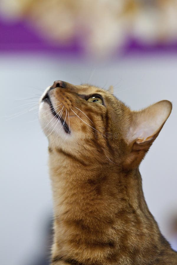 Cat side face stock image. Image of pedigree, tabby, animal - 14480231