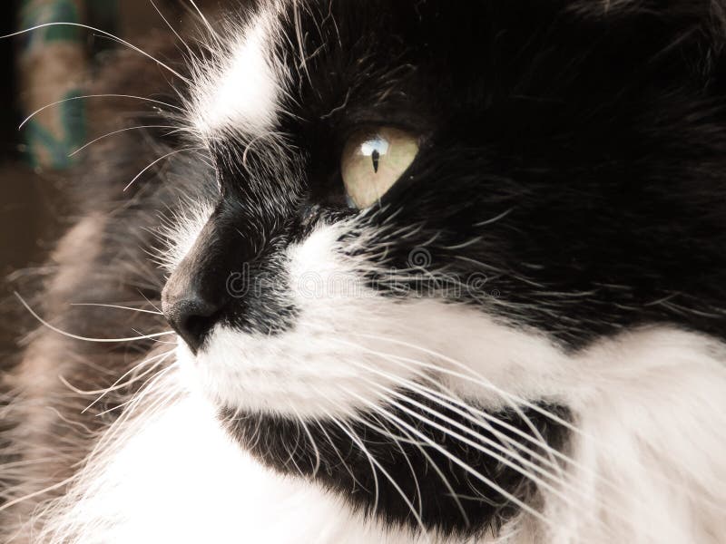 Cat stock photo. Image of profile, eyes, fluffy, cute - 209690528