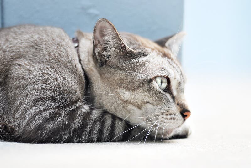 Cat Side View stock photo. Image of friend, fine, mammal - 18419424