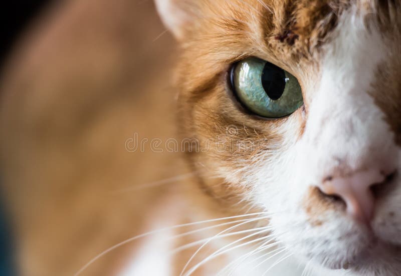 Cat sight stock image. Image of young, gaze, close, pretty - 45266451