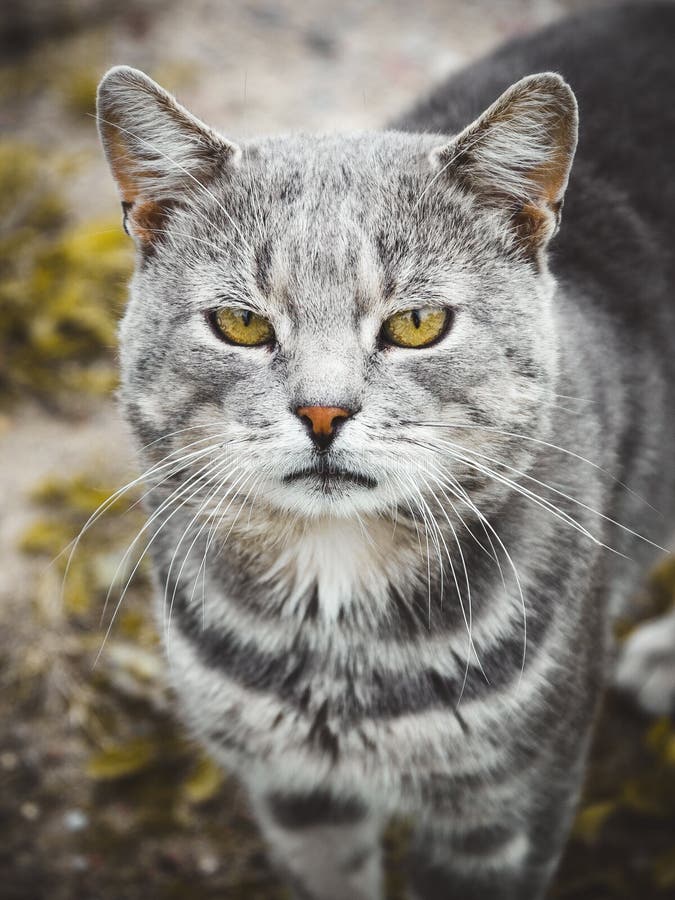 Cat sight stock photo. Image of eyes, head, sight, look - 60187000