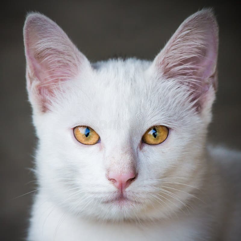 Cat sight stock image. Image of young, gaze, close, pretty - 45266451