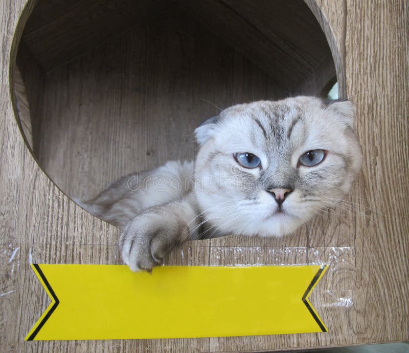 Cat with sign stock photo. Image of catus, staring, felis - 24941830