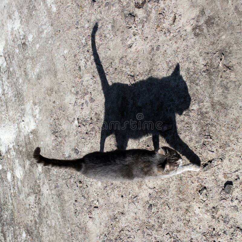Cat Silhouette or Cat Shadow. Cat on the Street Sunny Day, Yard Cat ...