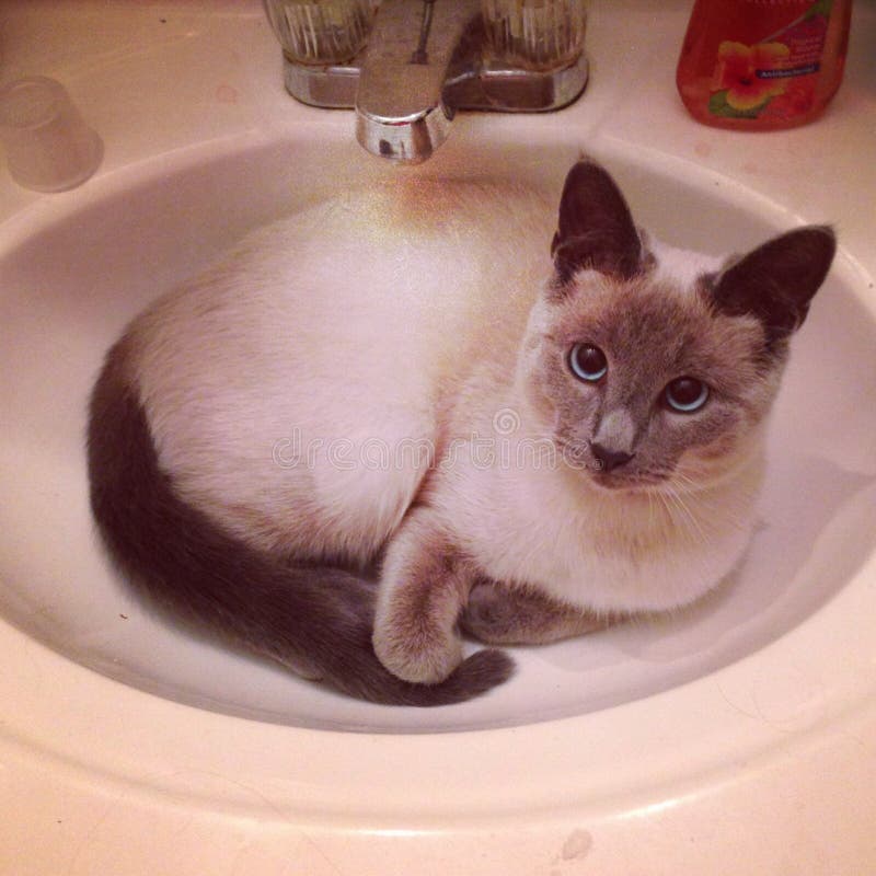 Cat stock image. Image of animal, kitten, sink, silly - 64746217