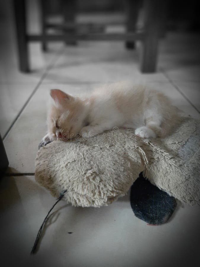 Cat Sin Stock Photos - Free & Royalty-Free Stock Photos from Dreamstime