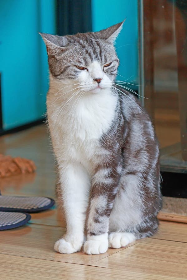 Cat sit and angry. stock photo. Image of furry, sitting - 112455884