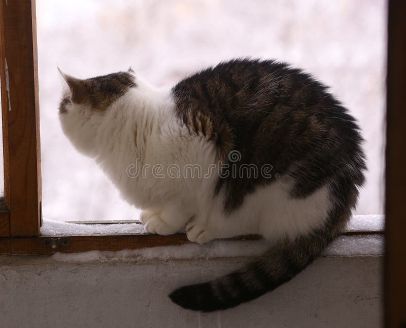 192 Cat Above Window Stock Photos - Free & Royalty-Free Stock Photos ...