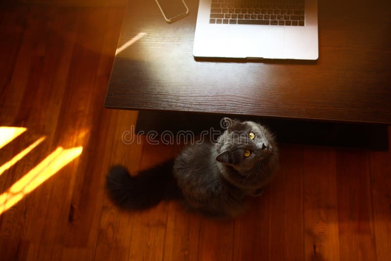 Cat Sit on the Floor Next To the Table with Laptop Stock Photo - Image ...