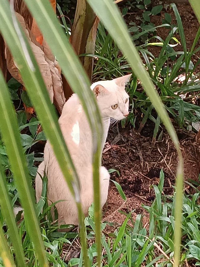 Cat Sit in Garden , Animal Theme Stock Image - Image of garden ...