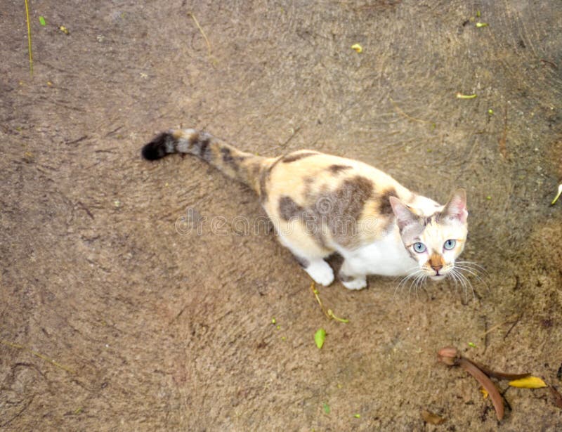 Cat Lay Down on Ground with Tree Shadow Stock Photo - Image of lazy ...