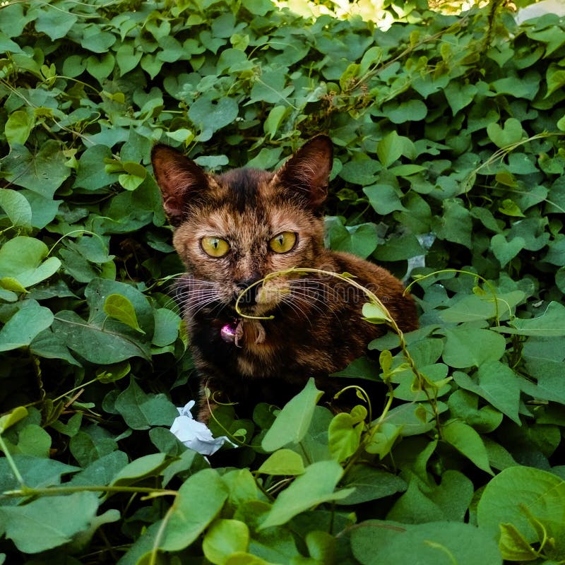 A cat sit on small garden stock image. Image of grass - 263224995