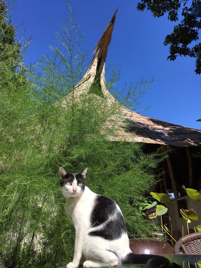 Cat Sit on the Table in Front of the Fancy Bamboo Pavilion Stock Image ...