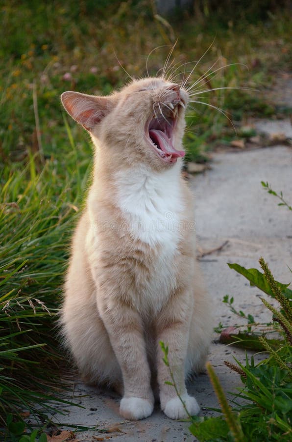 Cat sit and yawning stock photo. Image of fluffy, mouth - 56738064