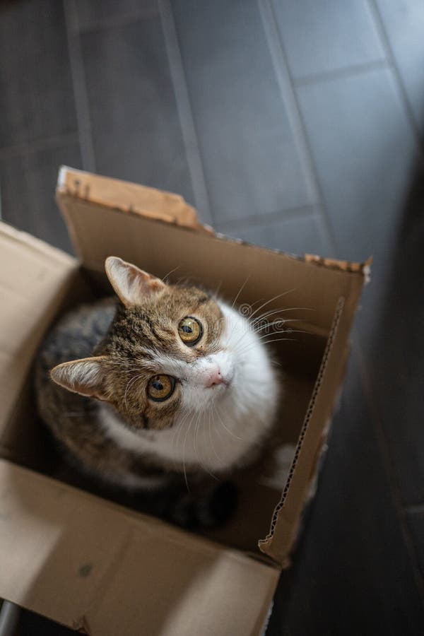 Cat Siting in a Box at Home Stock Photo - Image of color, adorable ...