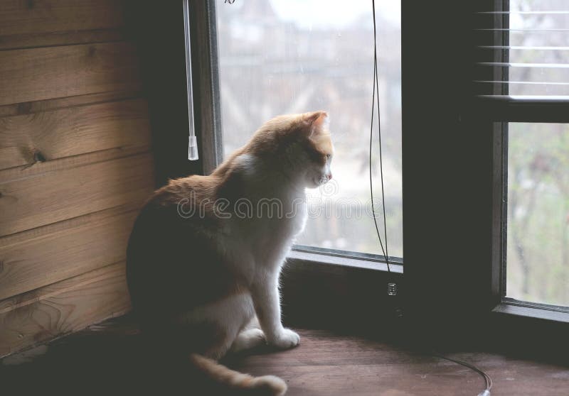 Cat Siting on Window Sill, Looking Out the Window and Waiting for ...