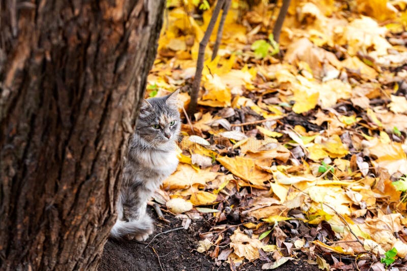 A Cat Sits Behind a Tree on the Background of Fallen Autumn Leaves and ...