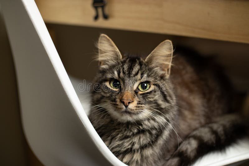 A Cat Sits on a Chair Underneath a Desk, Under Which is a Desk Stock ...