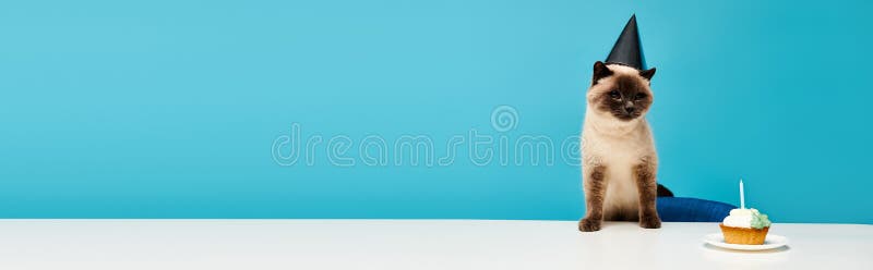 A Cat Sits beside a Cupcake Stock Image - Image of adorable ...