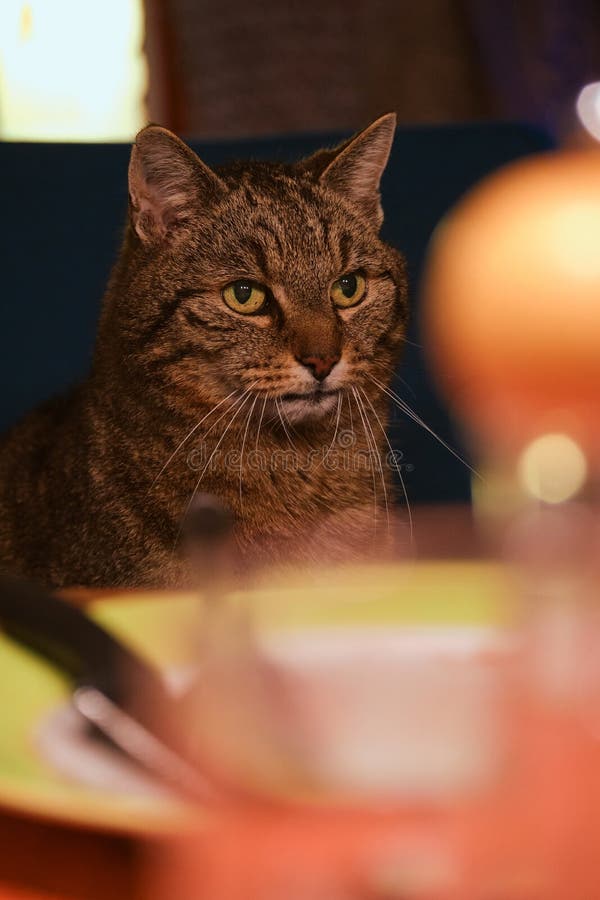 434 Cat Dining Table Stock Photos - Free & Royalty-Free Stock Photos ...