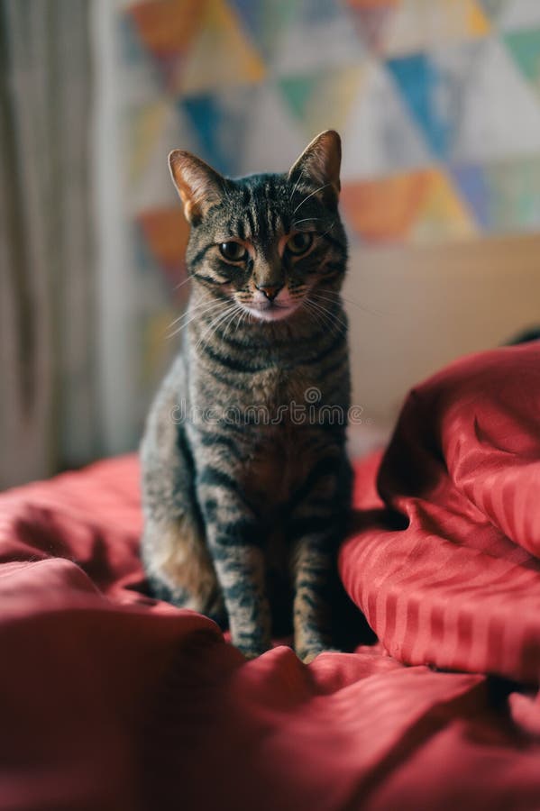 A Cat Sits on the Edge of an Unmade Bed Stock Image - Image of lazy ...