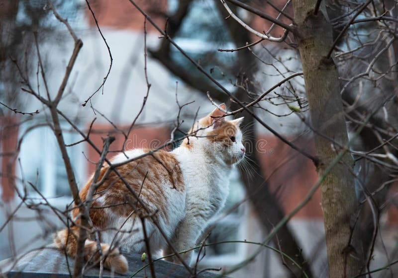 The Cat Sits on the Fence and Hunts the Birds Stock Photo - Image of ...