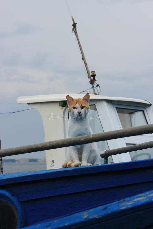 Cat in the boat stock photo. Image of gondola, water - 117708438