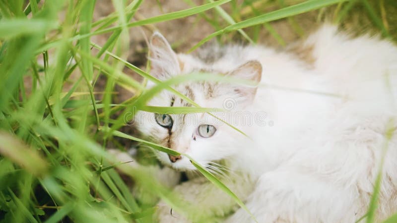Cat Sits in the Grass and Scared Looks in Cell. the Camera is ...
