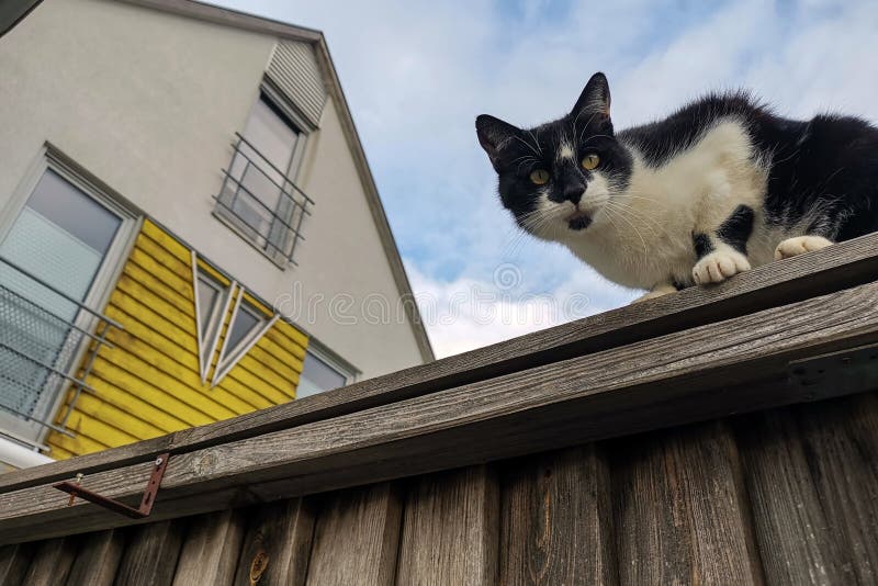 The Cat Sits on a High Fence and Looks Down Stock Image - Image of ...
