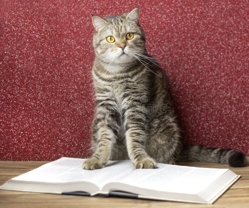 The Cat Sits Near an Open Big Book Stock Photo - Image of mammal ...