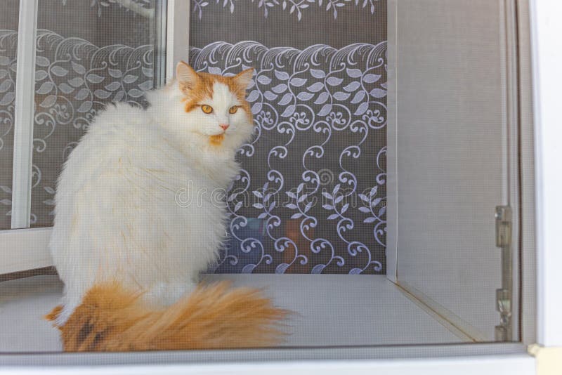 The Cat Sits Near the Window on Which There is a Mosquito Net Stock ...