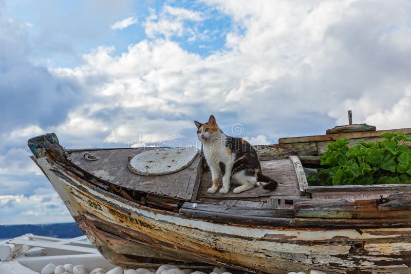 Cat Sits in the Old Maritime Boat Stock Image - Image of cute, beach ...
