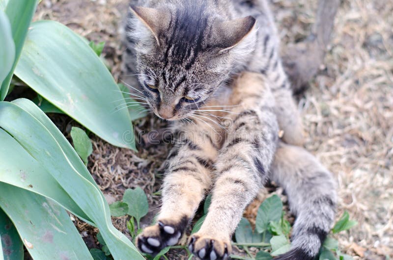 The Cat Sits with Outstretched Paws. the Cat Sits on the Pope in an ...