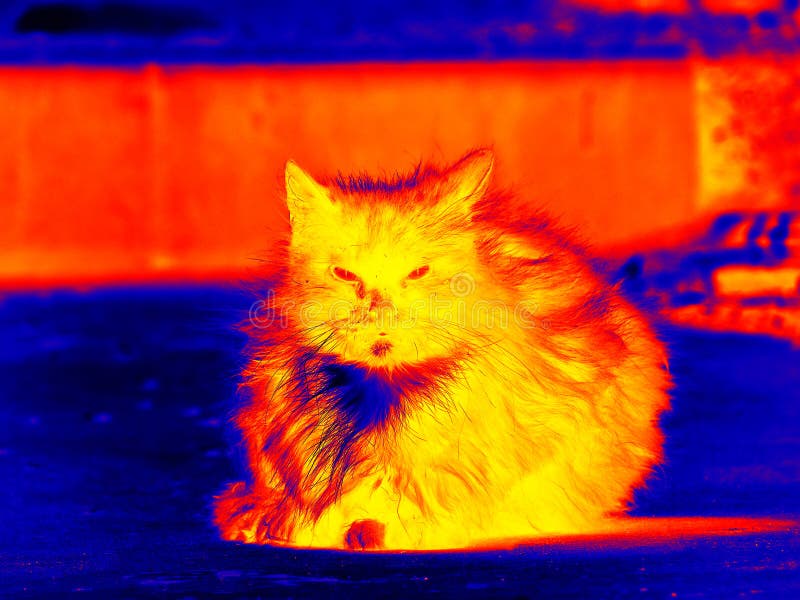 Infrared Cat Stock Photos - Free & Royalty-Free Stock Photos from ...